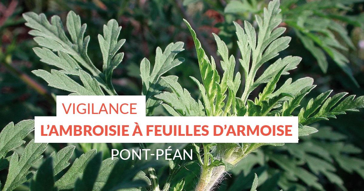 L'ambroisie à feuilles d'armoise - Pont-Péan